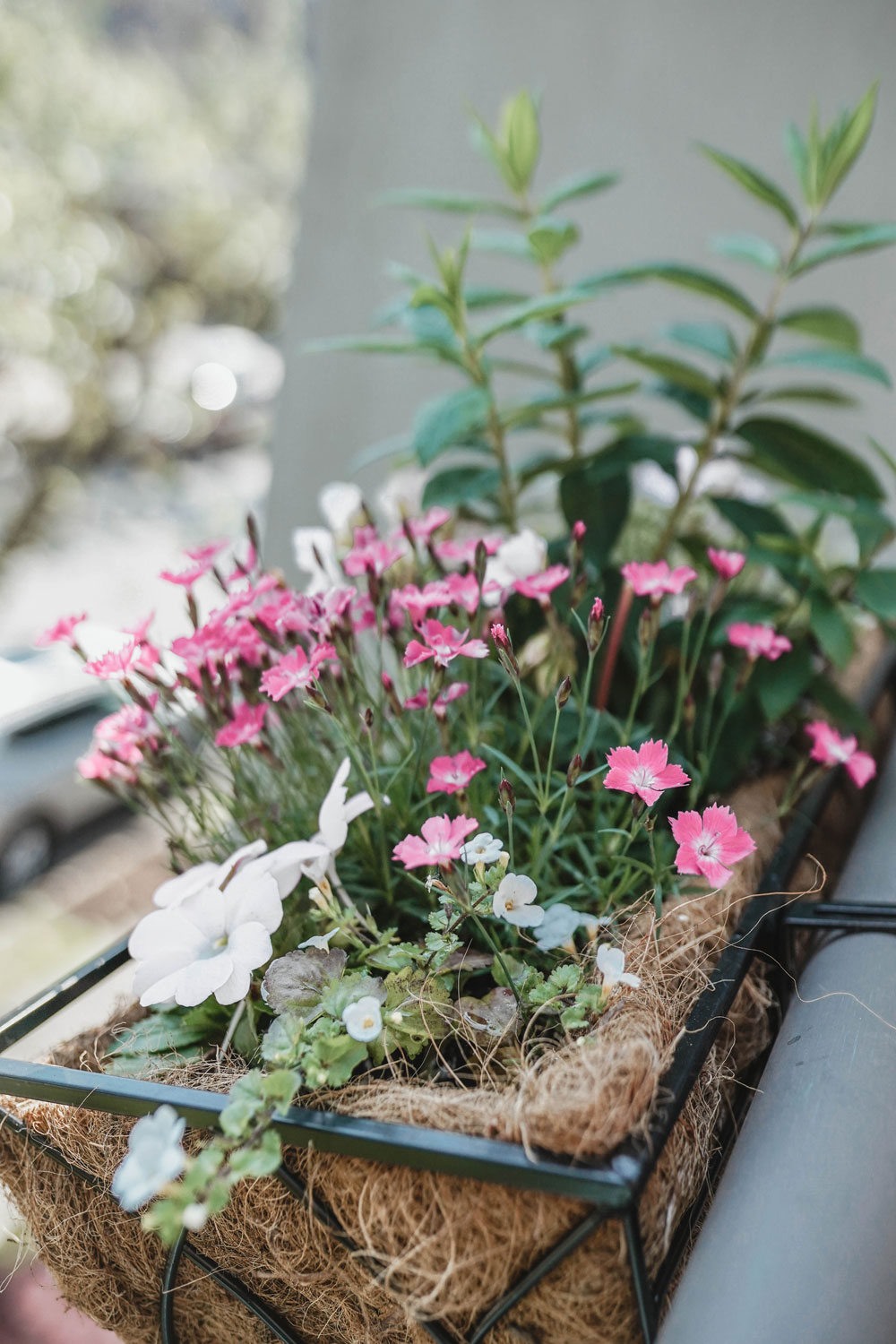 The Complete Urban Gardening Guide - To Vogue or Bust